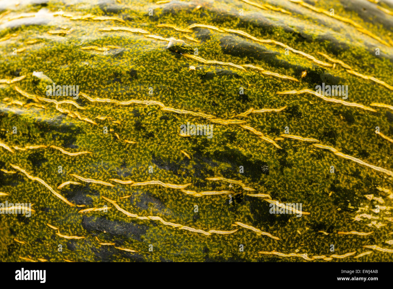 Piel de sapo melon fruit whole hi-res stock photography and images - Alamy