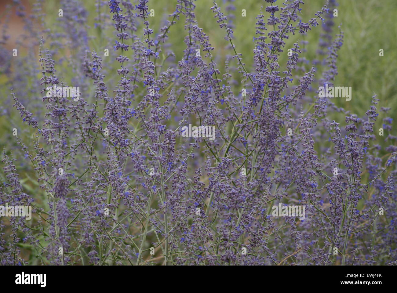 A lavender bush Stock Photo - Alamy