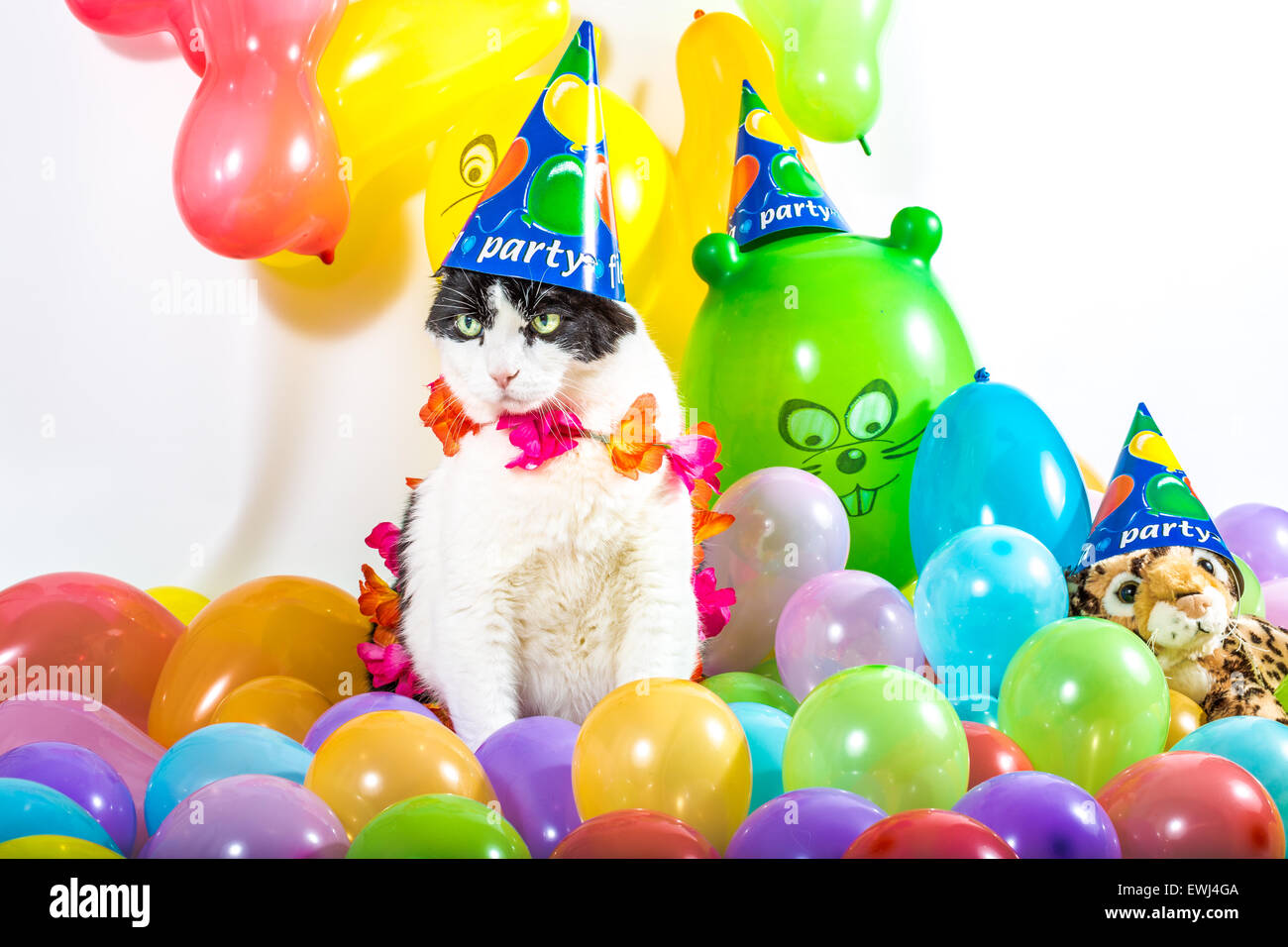 Hawaiian cat hi-res stock photography and images - Alamy