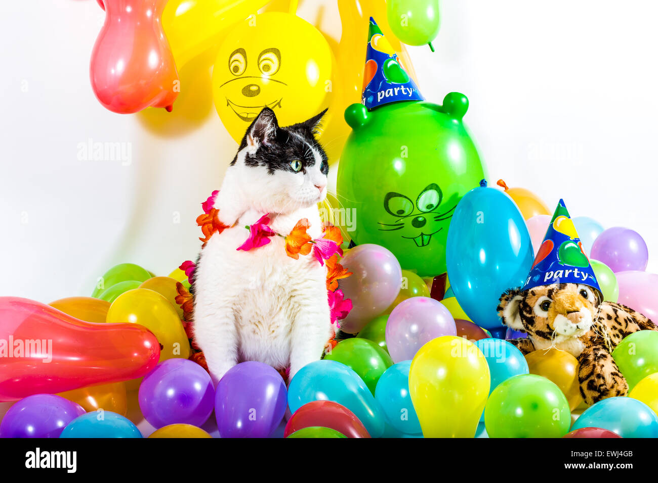 Hawaiian cat hi-res stock photography and images - Alamy