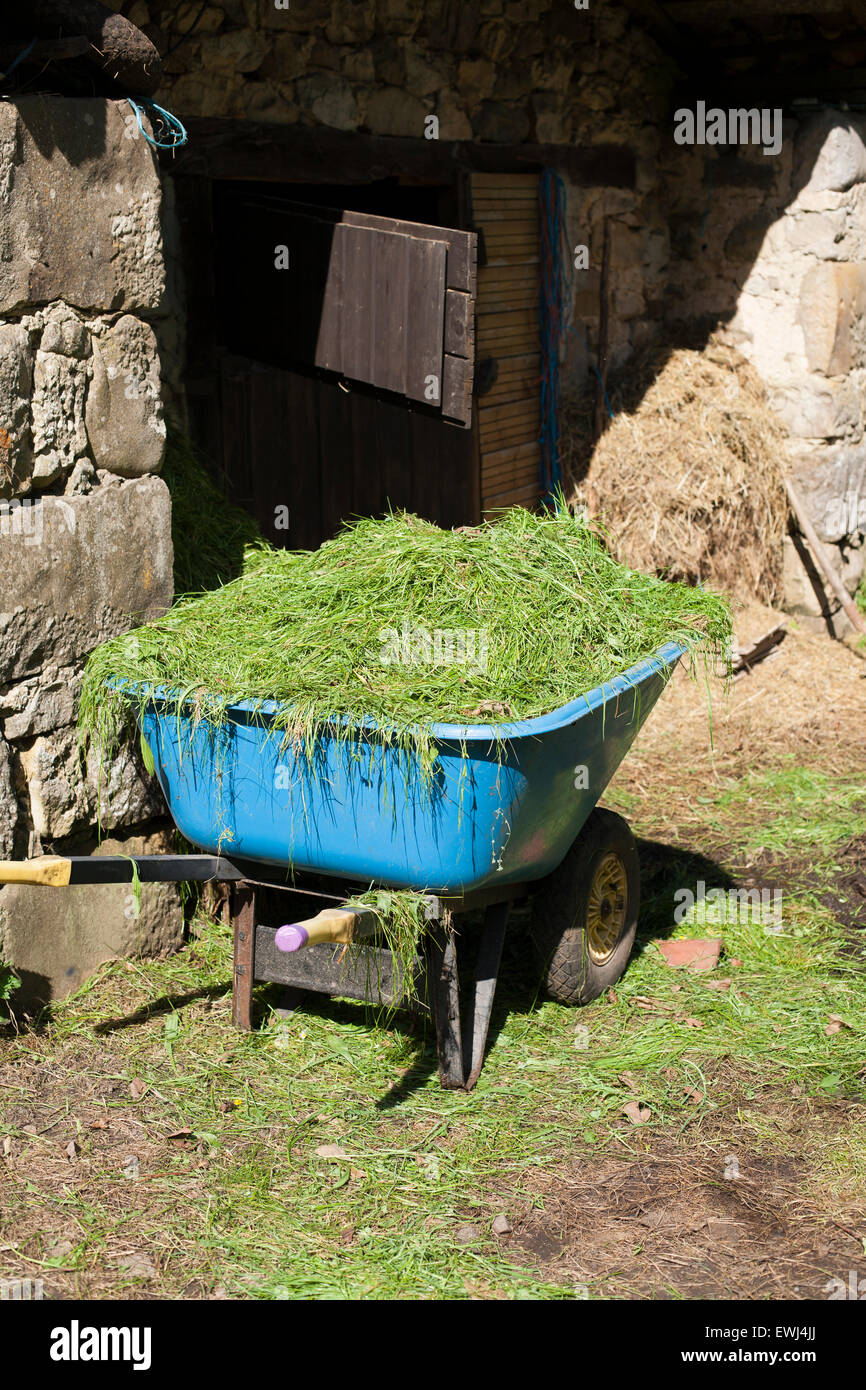 blue wheelbarrow full with green grass ready to eat by animals in rural ...