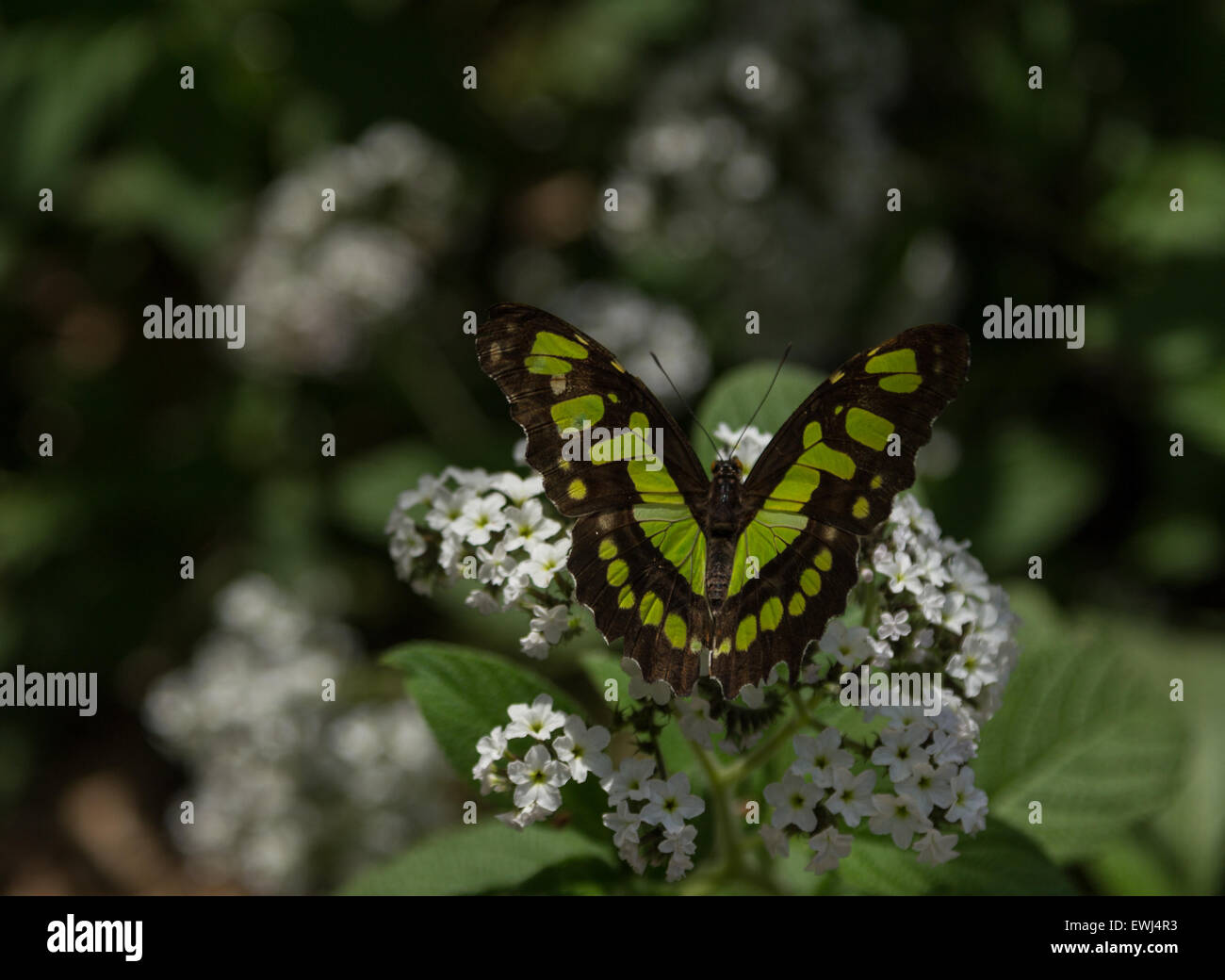 Malachite butterfly, Siproeta stelenes, in spring Stock Photo - Alamy