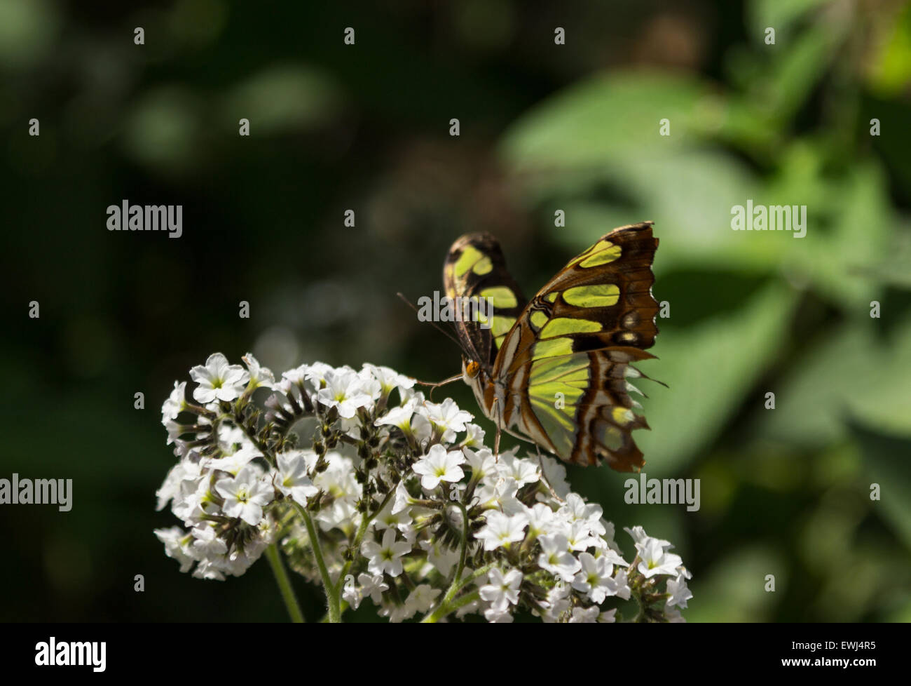 Malachite butterfly, Siproeta stelenes, in spring Stock Photo - Alamy