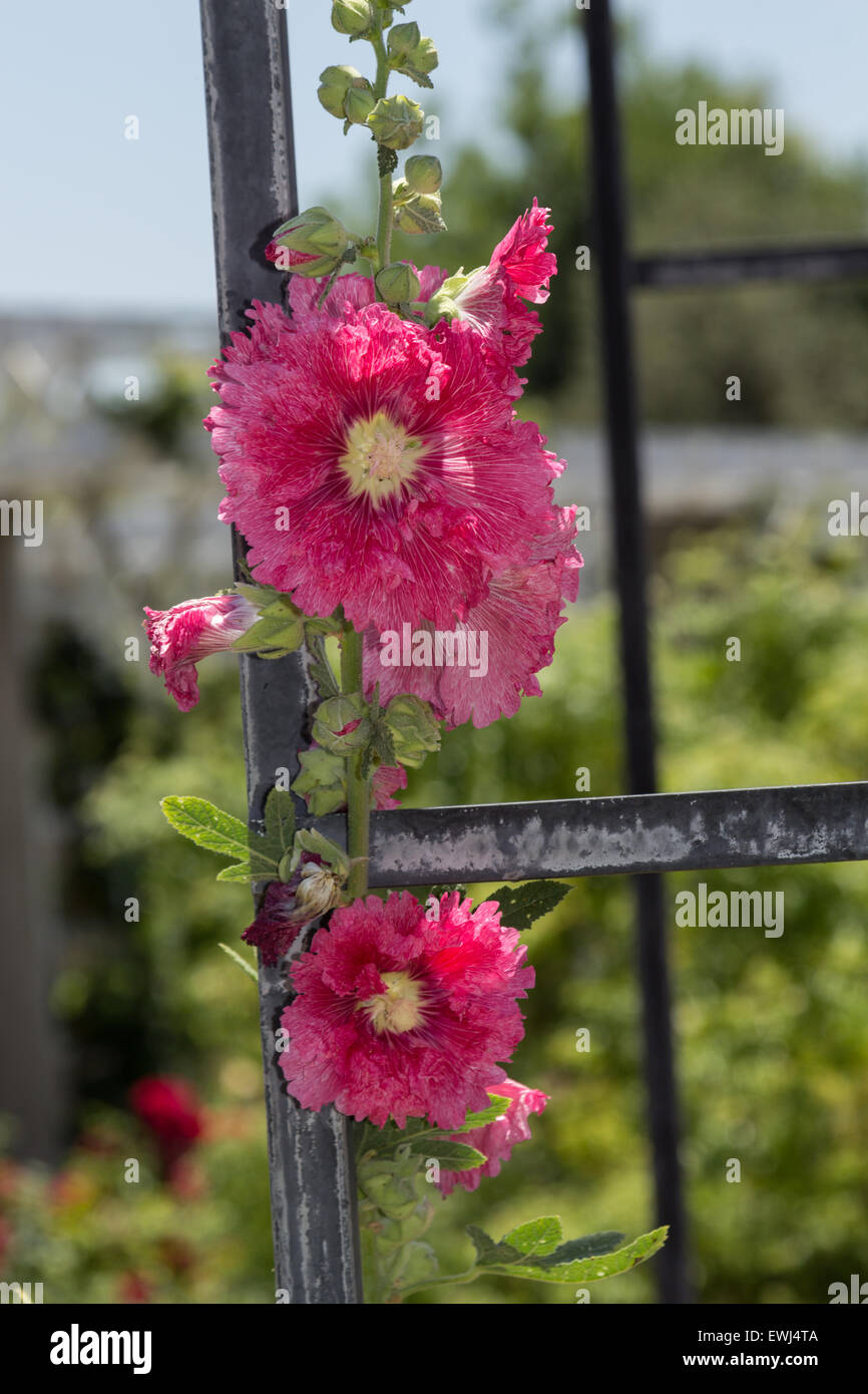Pink frilly blossom hi-res stock photography and images - Alamy