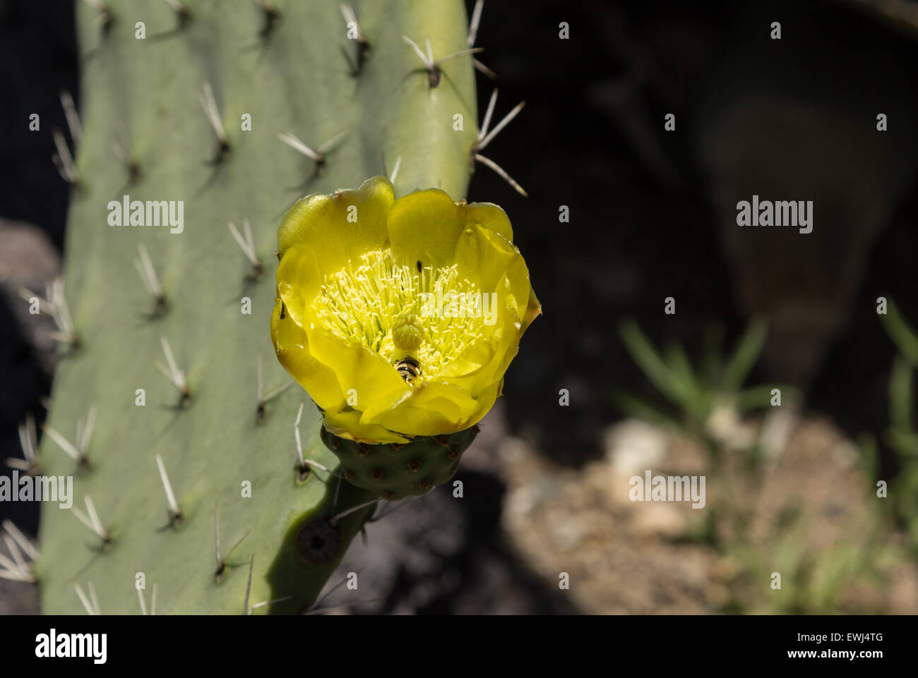 Prickly pear cactus arizona hi-res stock photography and images - Alamy