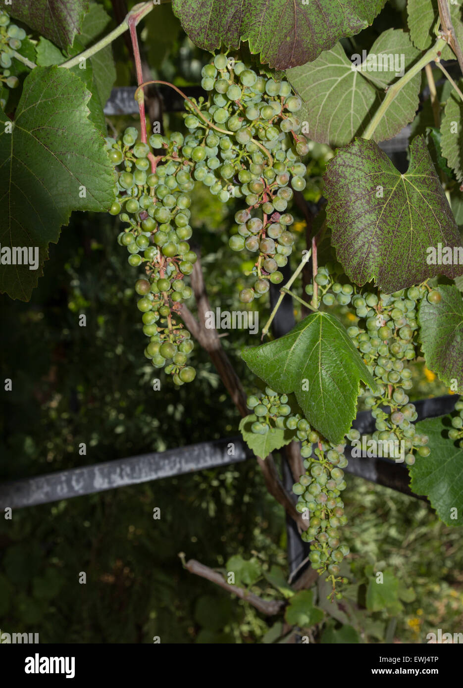 River bank wild grape, Vitis riparia, vine growing green grapes in ...
