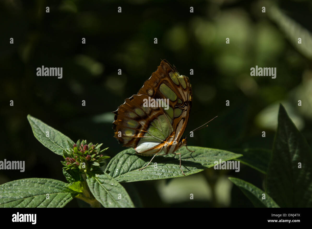Malachite butterfly, Siproeta stelenes, in spring Stock Photo - Alamy