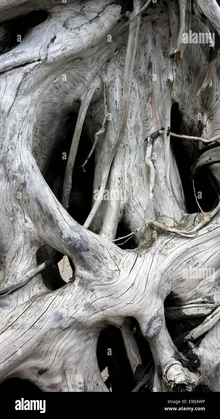 Root patterns hi-res stock photography and images - Alamy