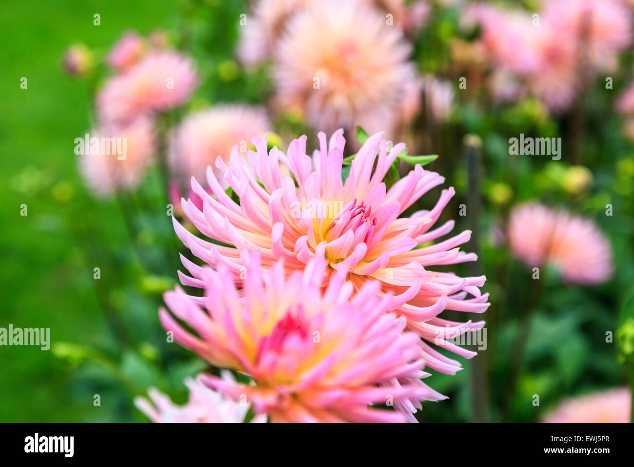 Cactus Dahlia High Resolution Stock Photography and Images - Alamy