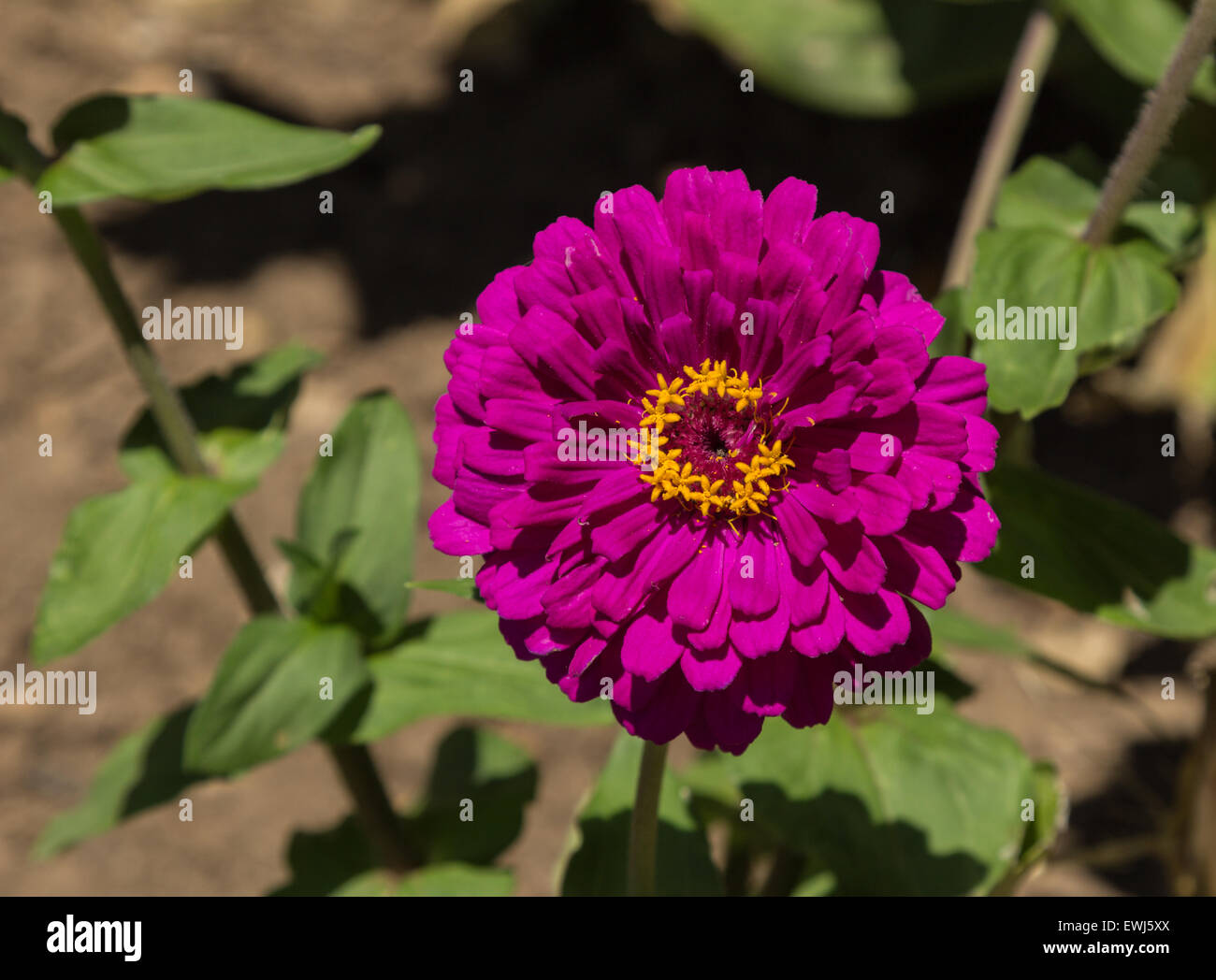 Benarys giant purple zinnia flower, Zinnia elegans, blooms in a garden ...
