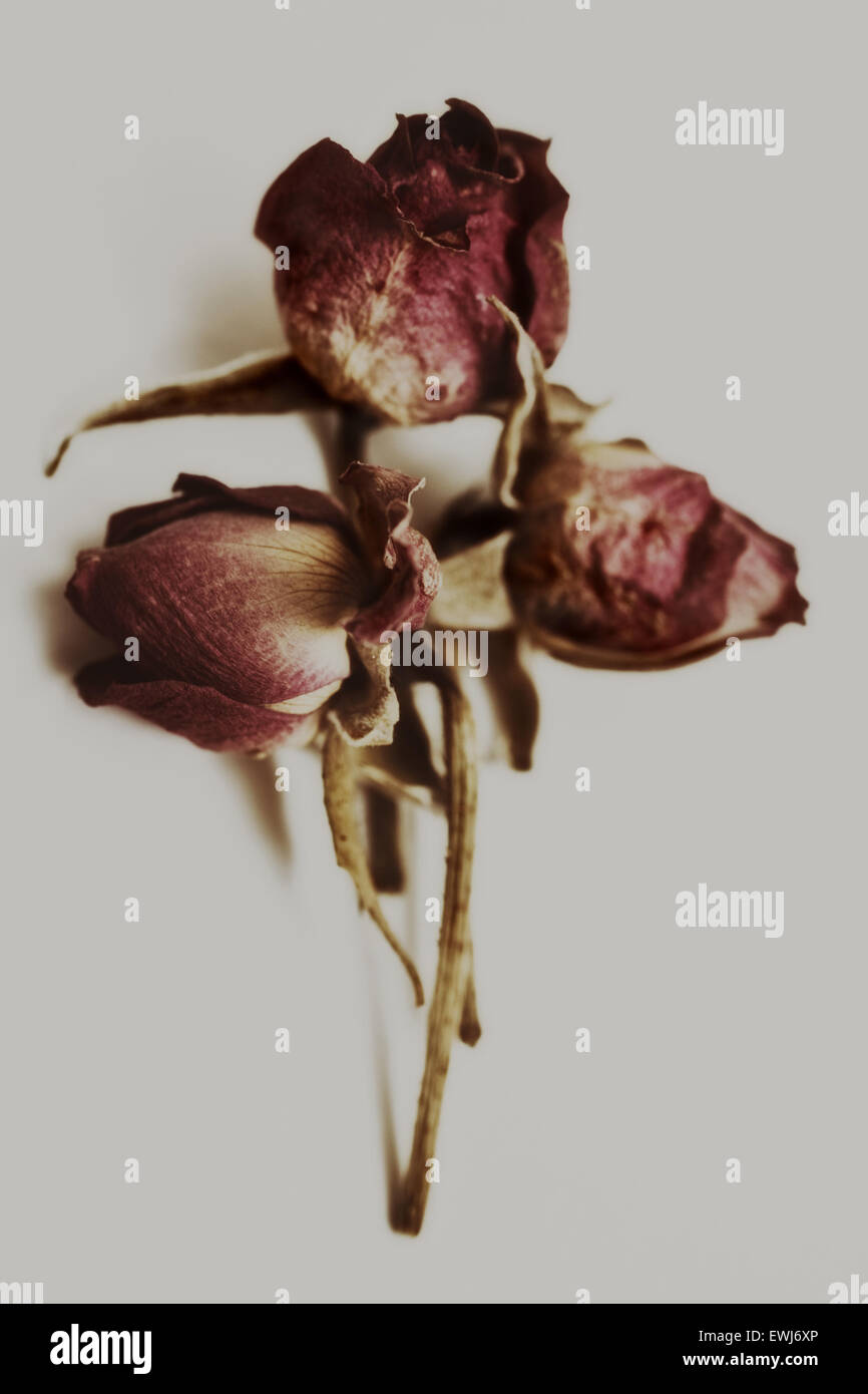 Dried flowers red rose close up Stock Photo - Alamy