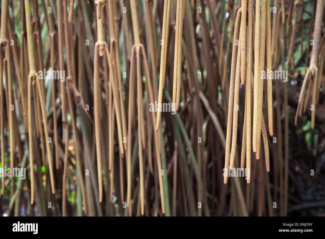 Mangrove tree roots growing from branches, closeup photo with selective ...