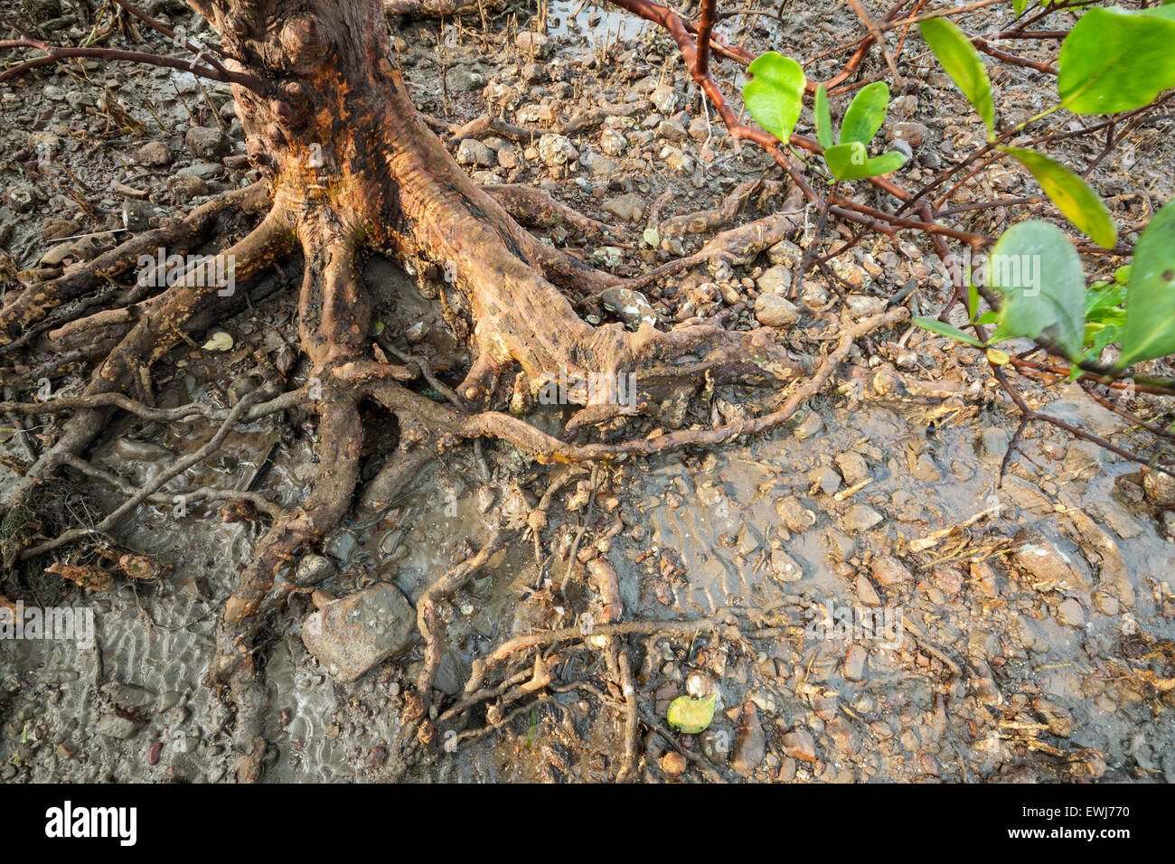 Roots of old mangrove tree on Cambodia seaside bank Stock Photo - Alamy