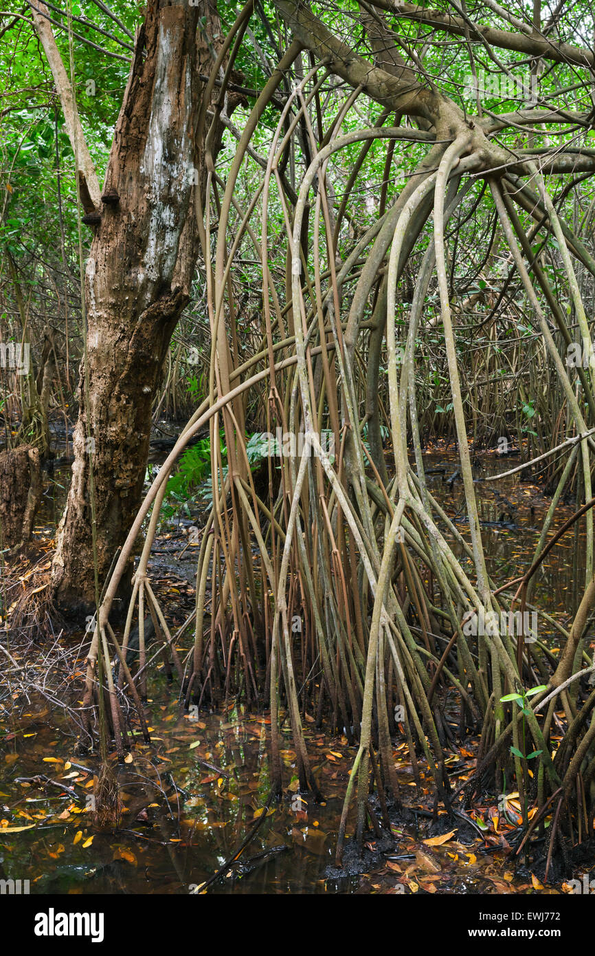 Roots Of Mangrove Trees