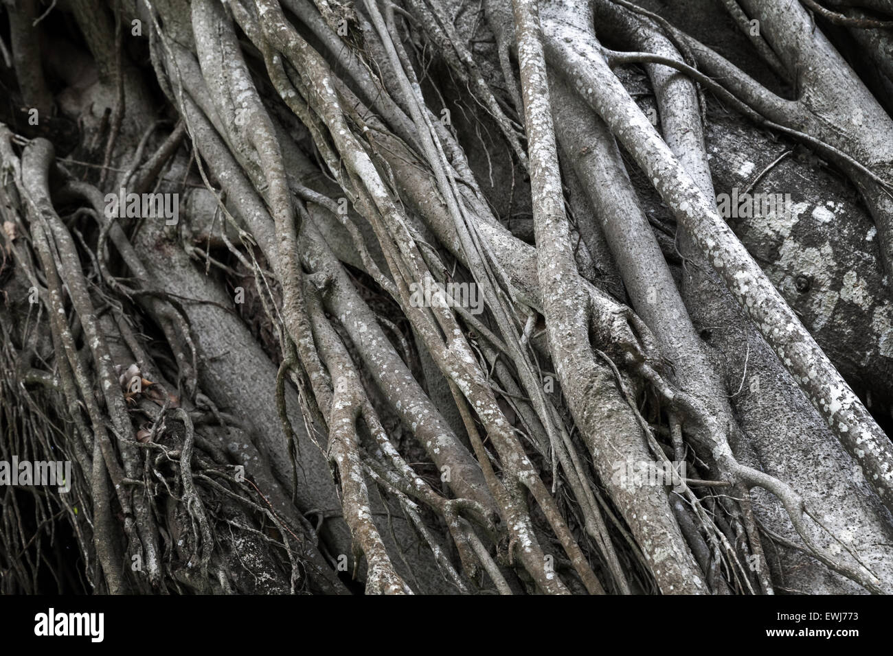 Gray tree roots, background photo with selective focus Stock Photo - Alamy