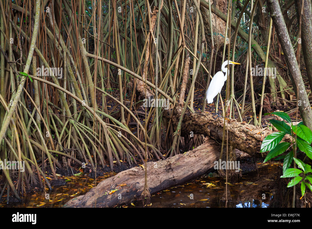 White mangrove hi-res stock photography and images - Alamy