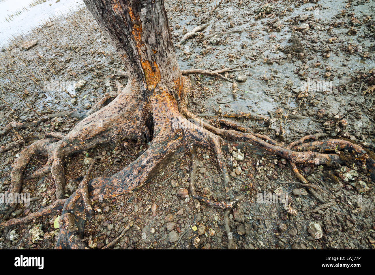 Roots of old mangrove tree on Cambodia seaside bank Stock Photo - Alamy