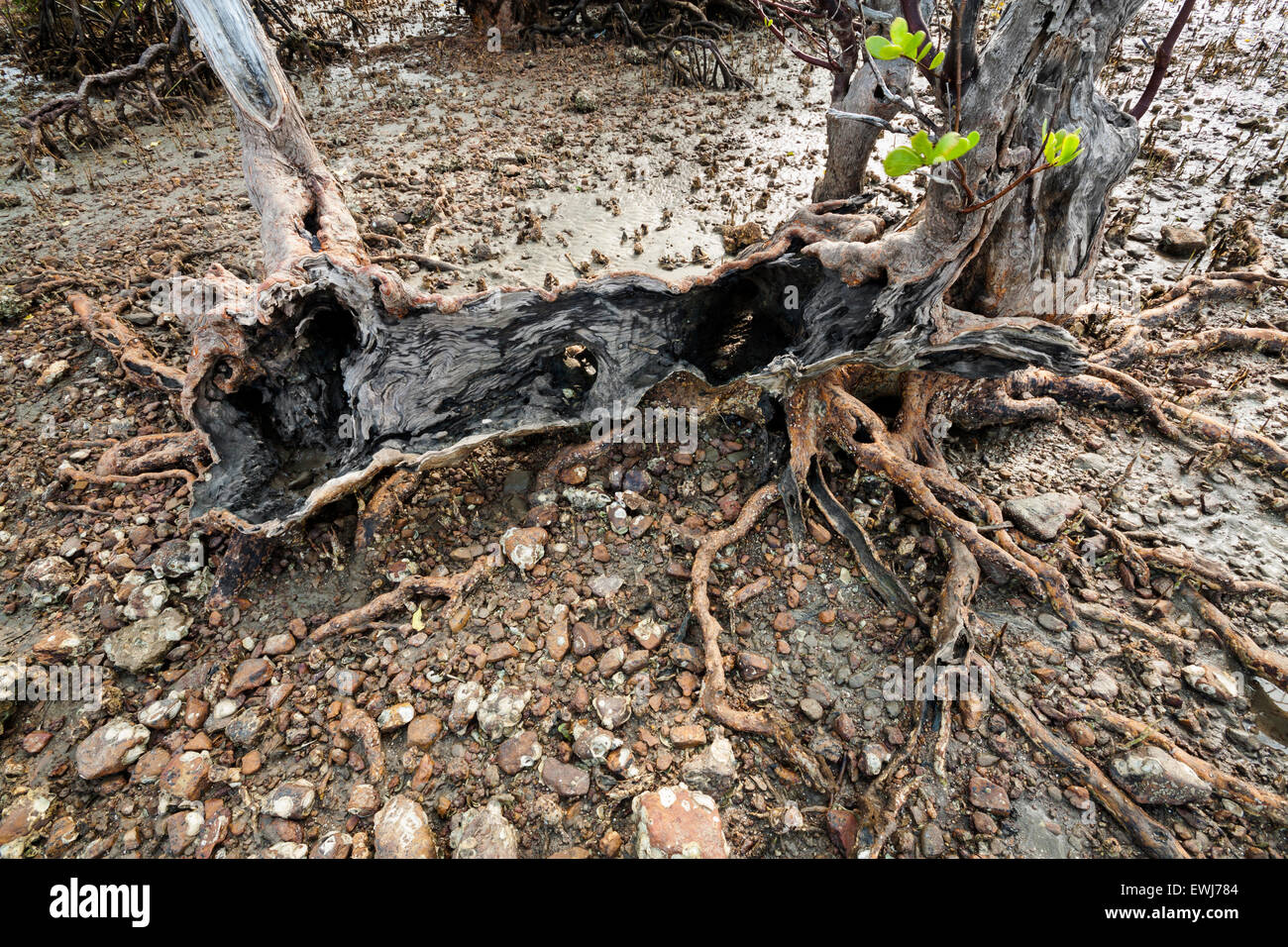 Roots of old mangrove tree on Cambodia seaside bank Stock Photo - Alamy