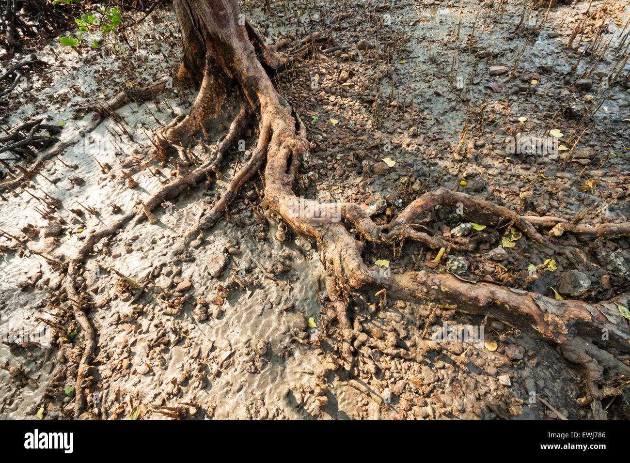 Roots of old mangrove tree on Cambodia seaside bank Stock Photo - Alamy
