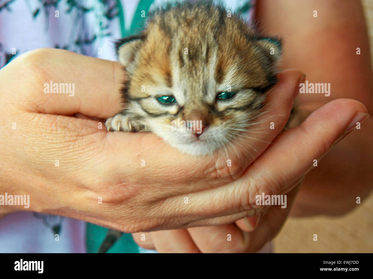 Kitten on hands caring person Stock Photo - Alamy
