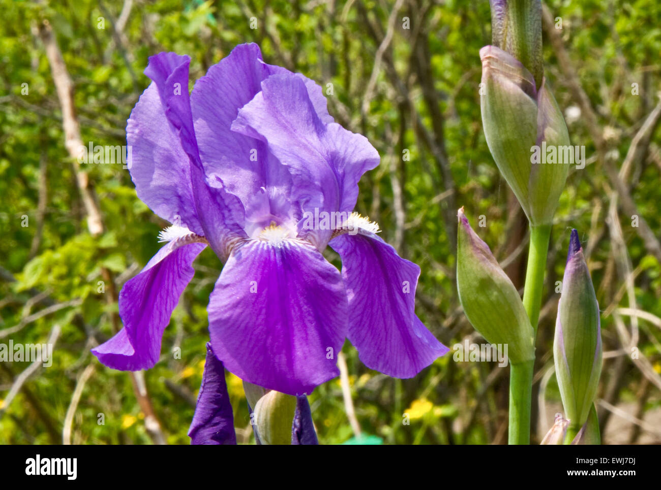 Delicate tremulous iris flower hi-res stock photography and images - Alamy