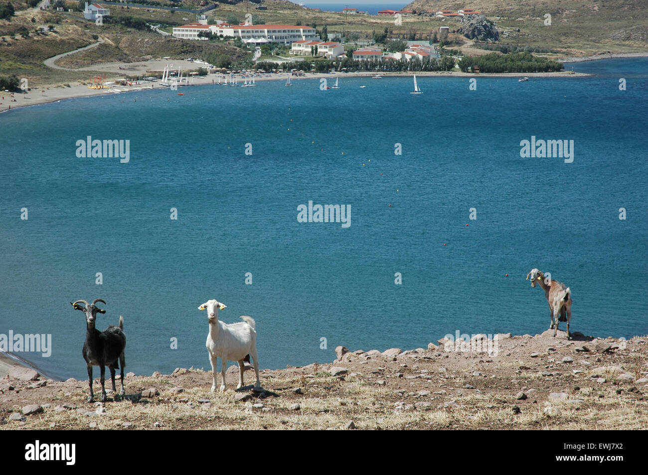 Three goats on a hill in Avlonas bay region. Porto Myrina palace hotel ...