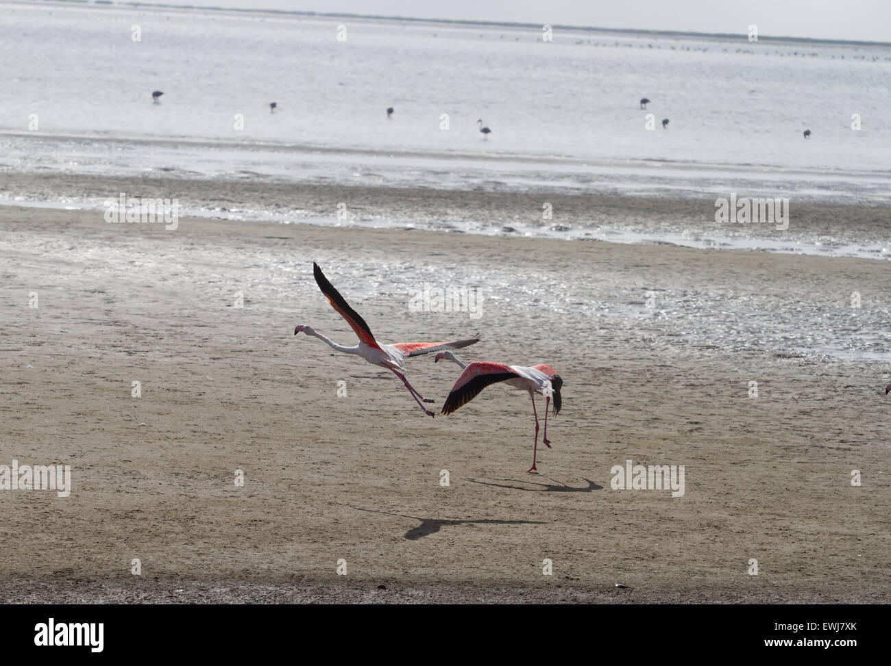 Namibian birds hi-res stock photography and images - Alamy