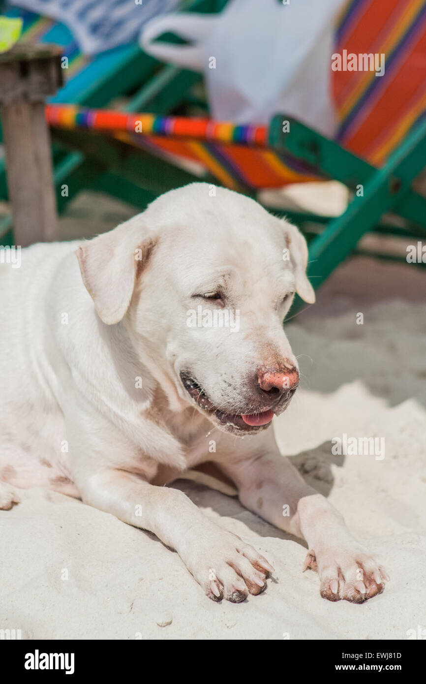 Cute dog relaxing on the sandy beach Stock Photo - Alamy