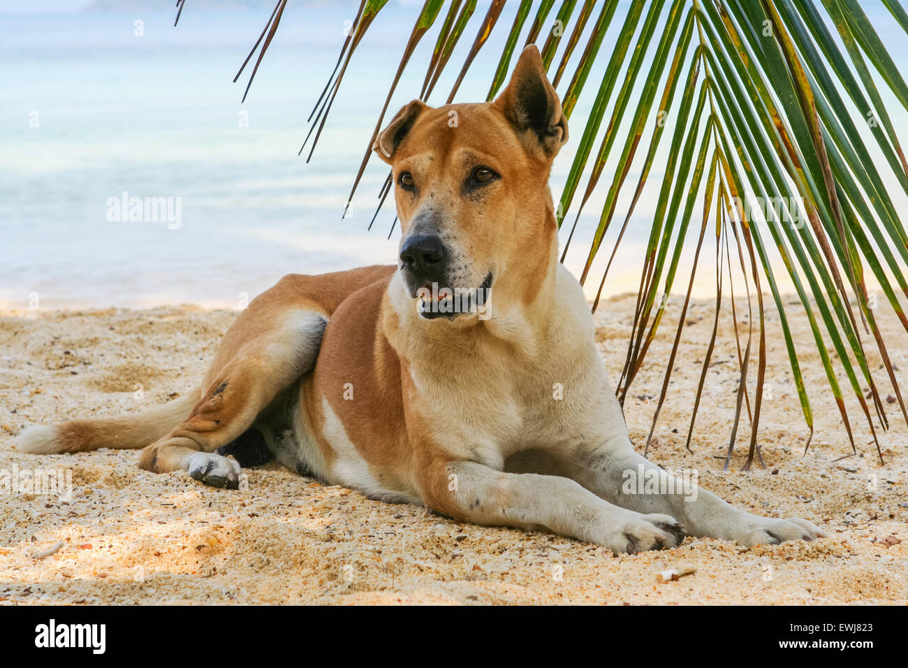 Cute dog relaxing on the sandy beach Stock Photo - Alamy
