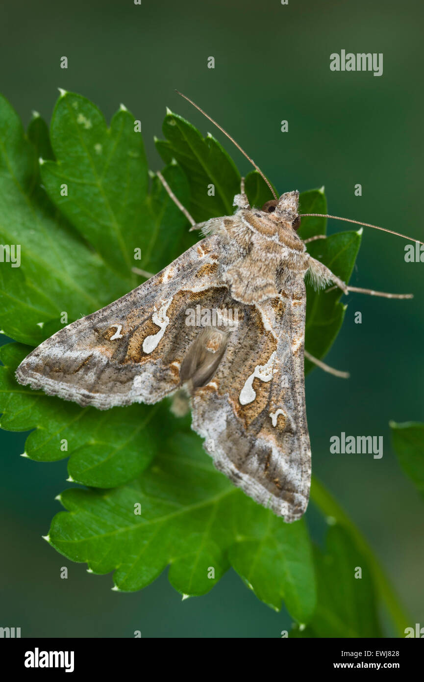 Australian green looper moth, Chrysodeixis argentifera Stock Photo - Alamy