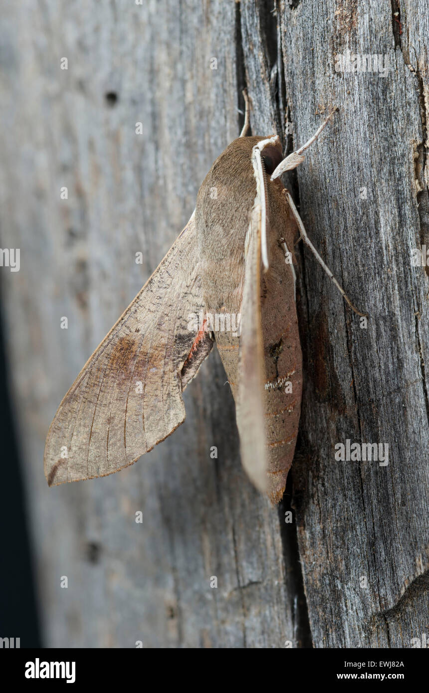 Scrofa hawk moth hi-res stock photography and images - Alamy