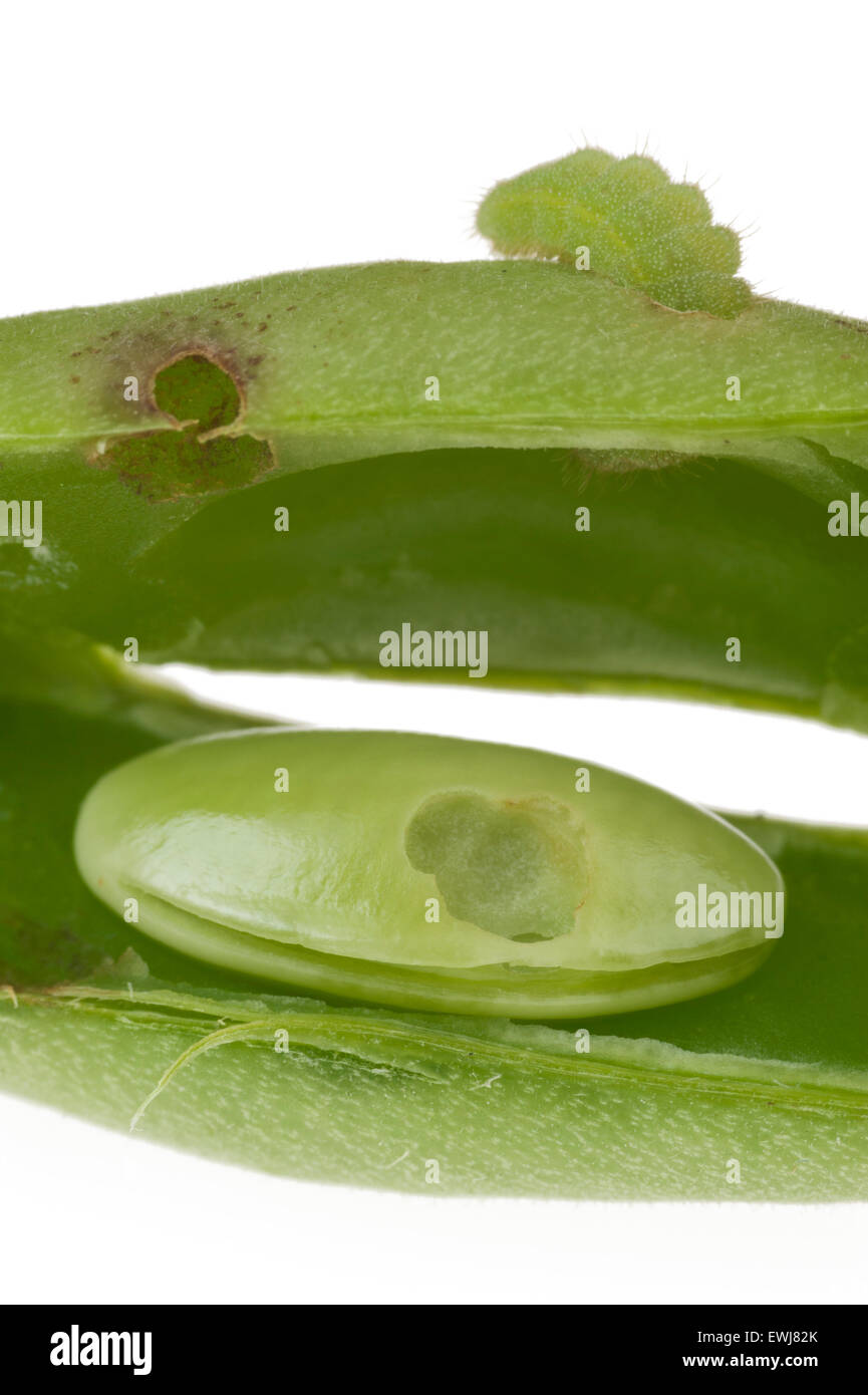 Common grass blue butterfly caterpillar, Zizina labradus, damaging bean ...