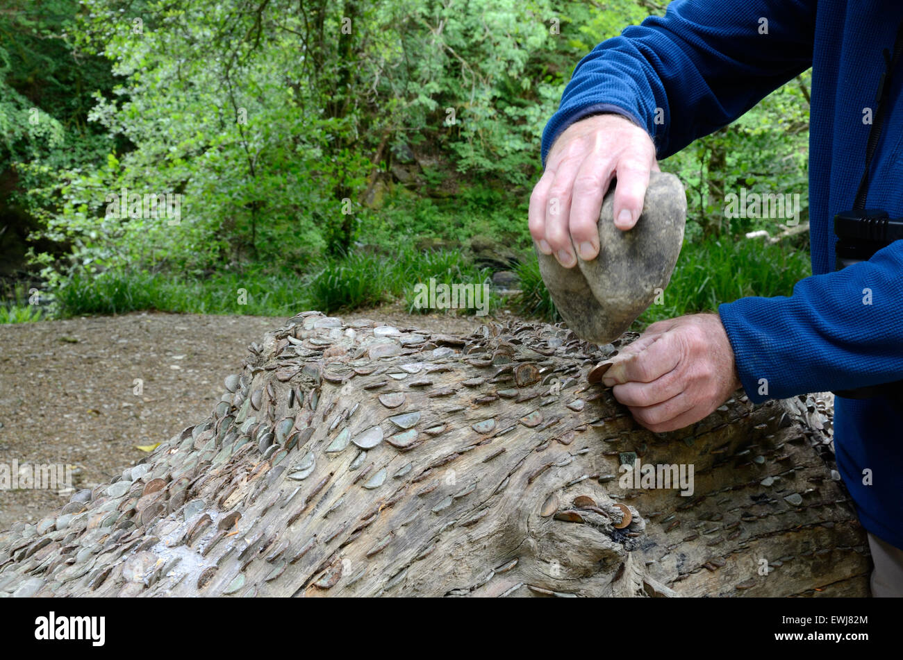 Mans hands using a stone to knock a coin into a wishing tree Two Moors ...