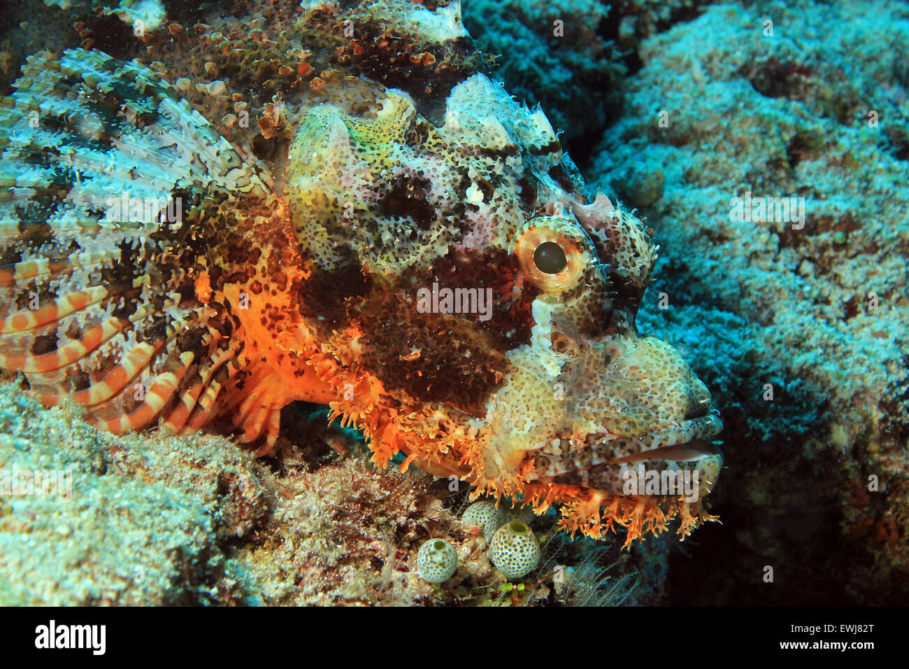 Bearded scorpionfish hi-res stock photography and images - Alamy