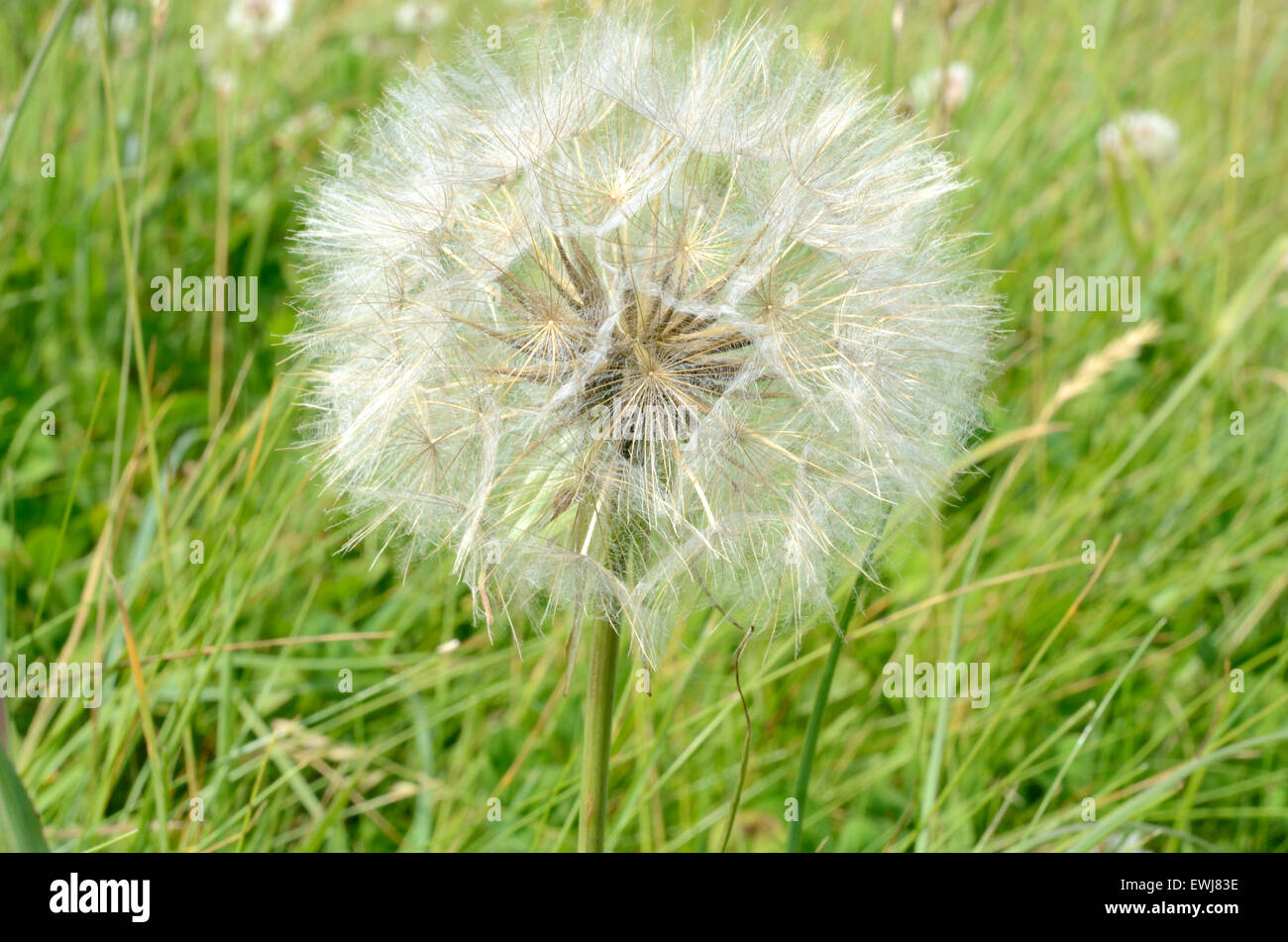 Salsify or Goatsbeard seed head Tragopogon dubius Stock Photo - Alamy