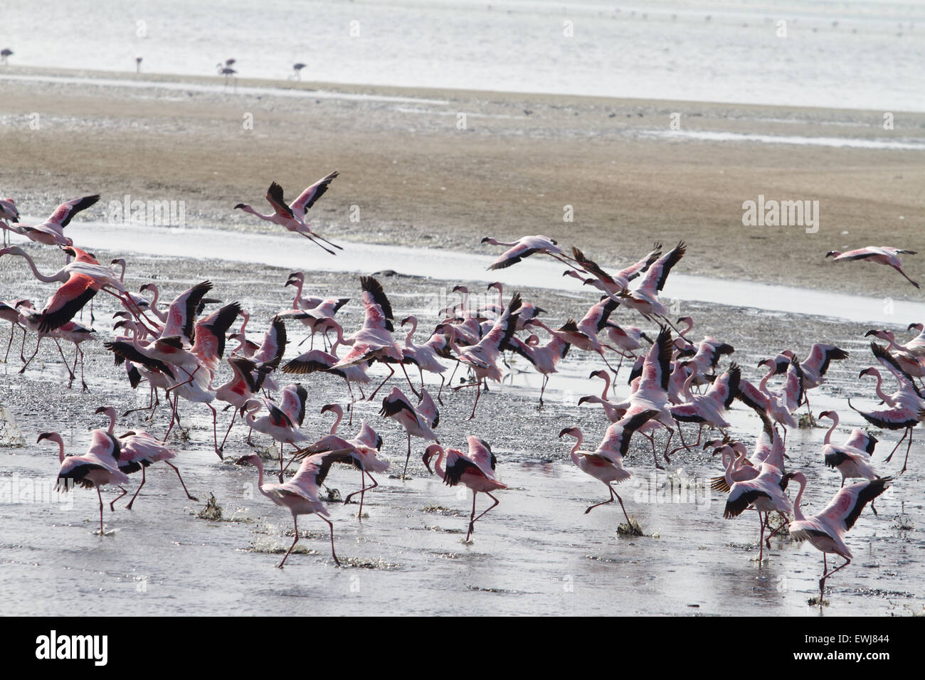 Namibian birds hi-res stock photography and images - Alamy