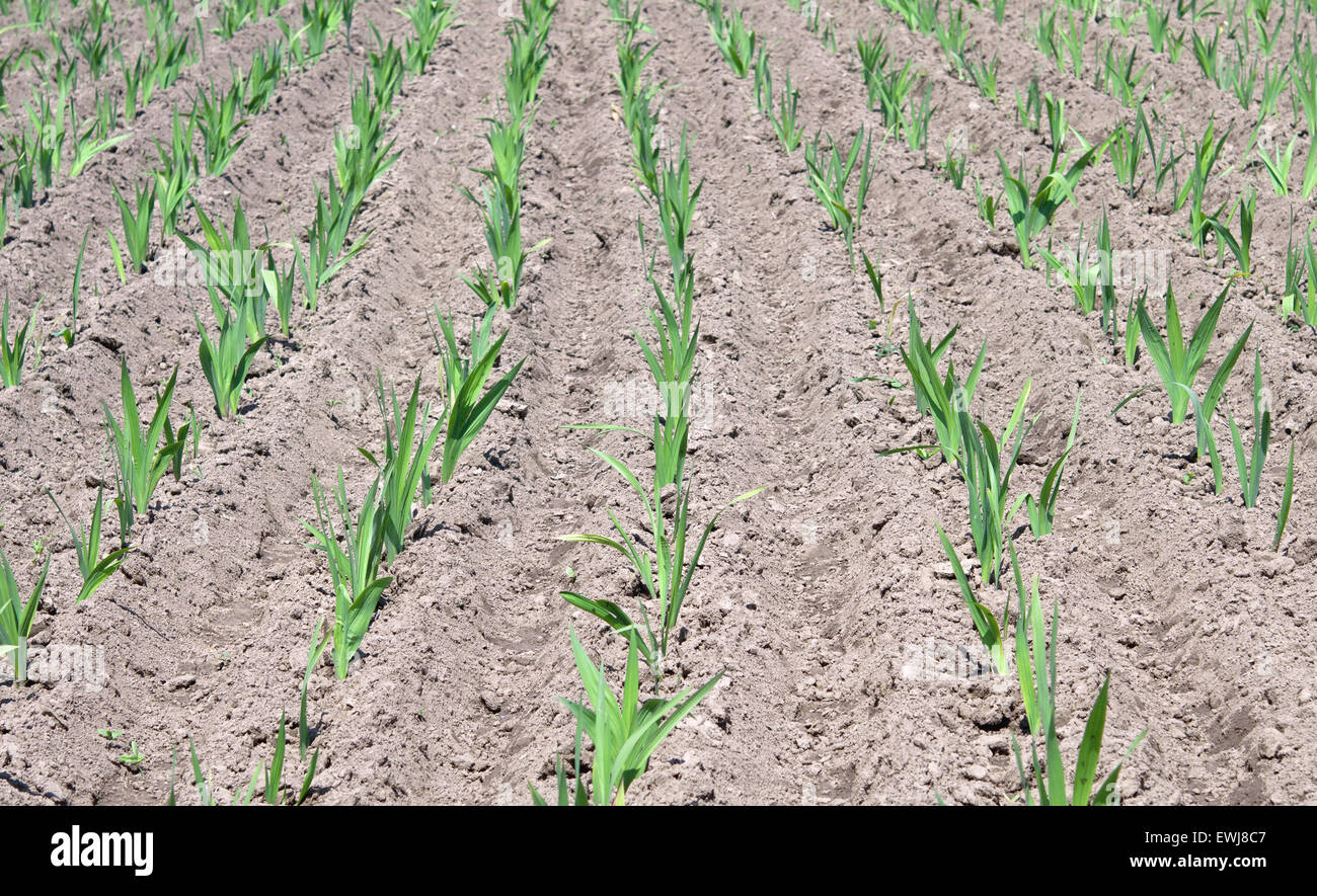 Seedling and farm crop field hi-res stock photography and images - Alamy