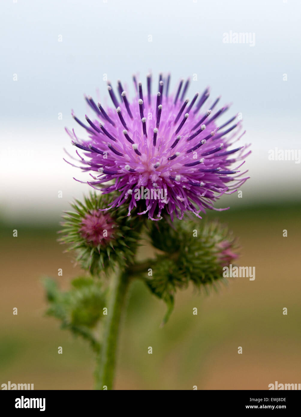 macro view of a thistle flower Stock Photo - Alamy