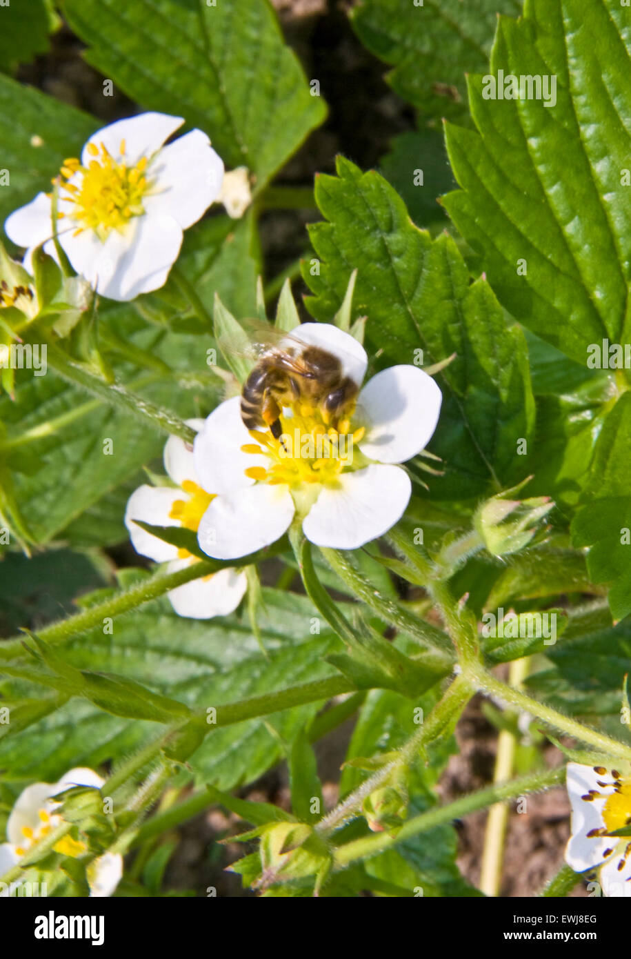 bee collects nectar from a flower of strawberry Stock Photo - Alamy