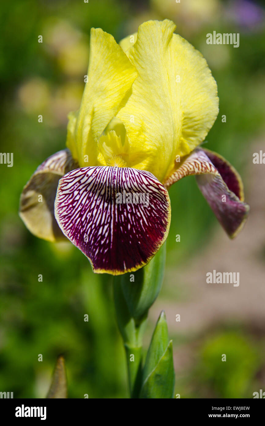 Tremulous light hi-res stock photography and images - Alamy