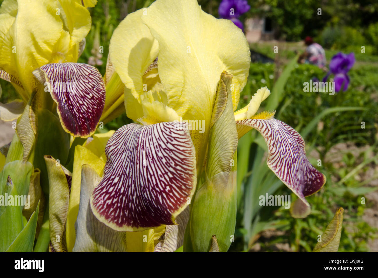 Tremulous hi-res stock photography and images - Alamy