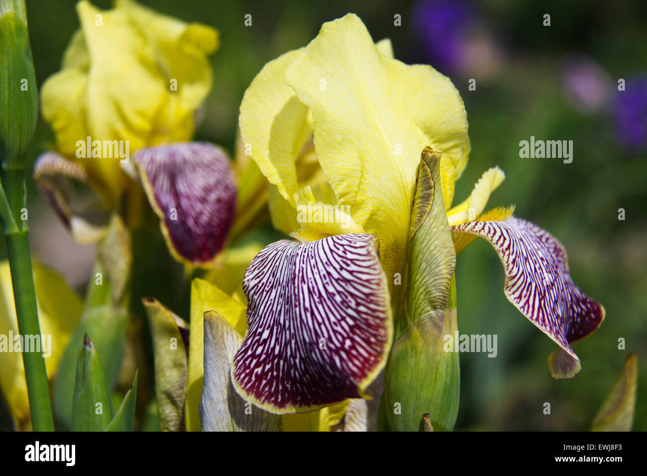 Tremulous High Resolution Stock Photography and Images - Alamy