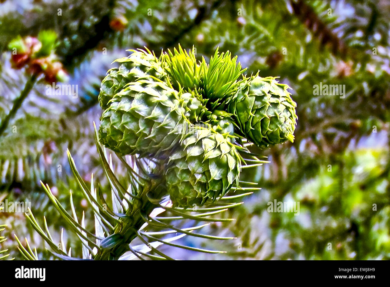 young conifer cones Stock Photo - Alamy