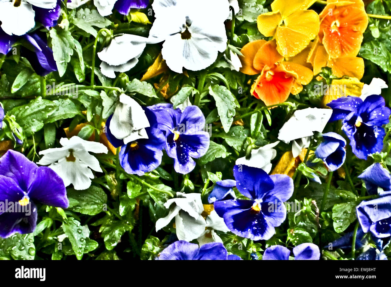 The bright colors of lawn plants. Flower Stock Photo - Alamy
