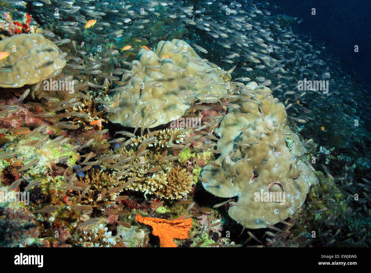 Coral Reef Covered with Schooling Yellow Sweepers (Parapriacanthus ...