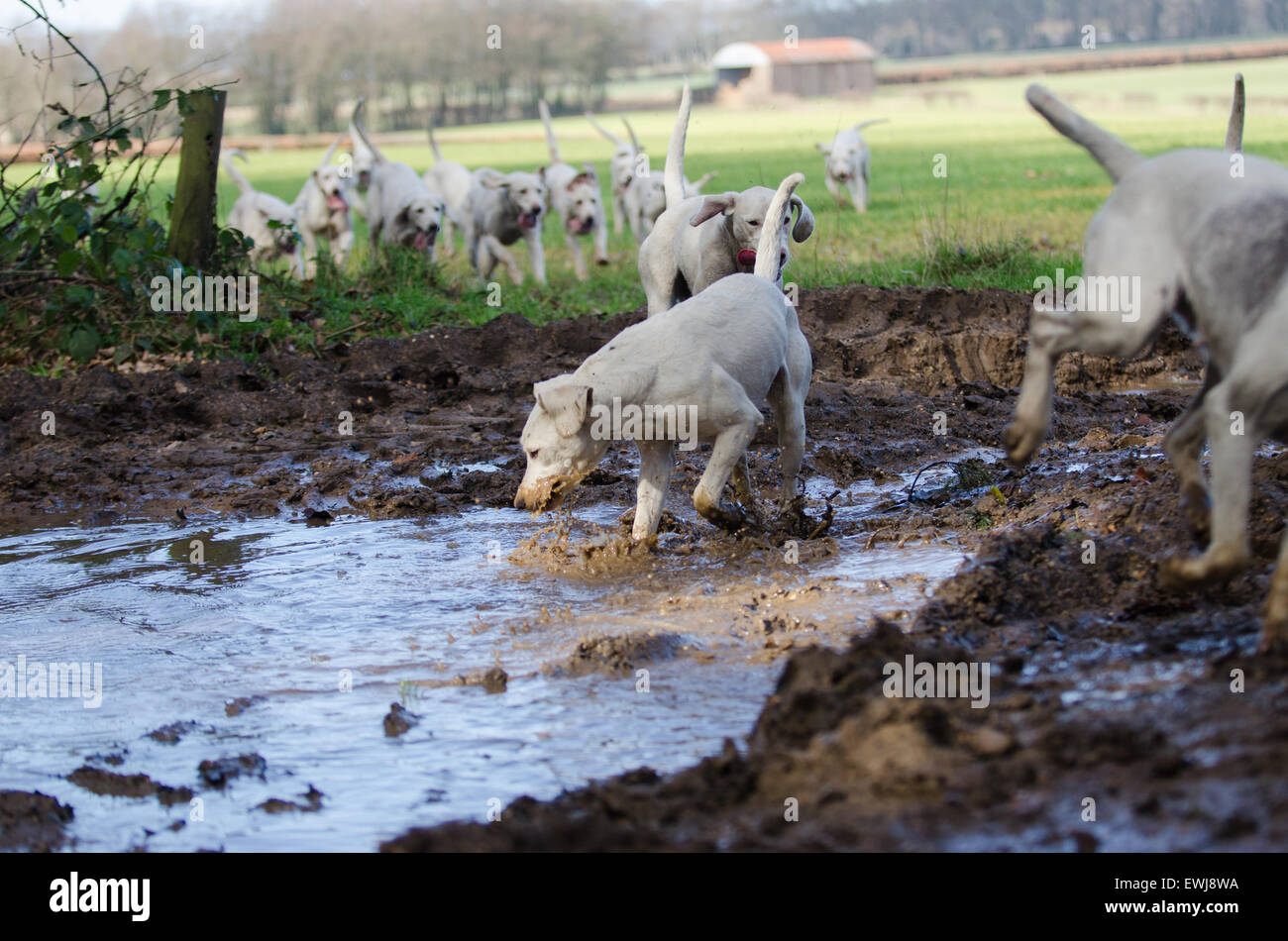 Harriers hi-res stock photography and images - Alamy