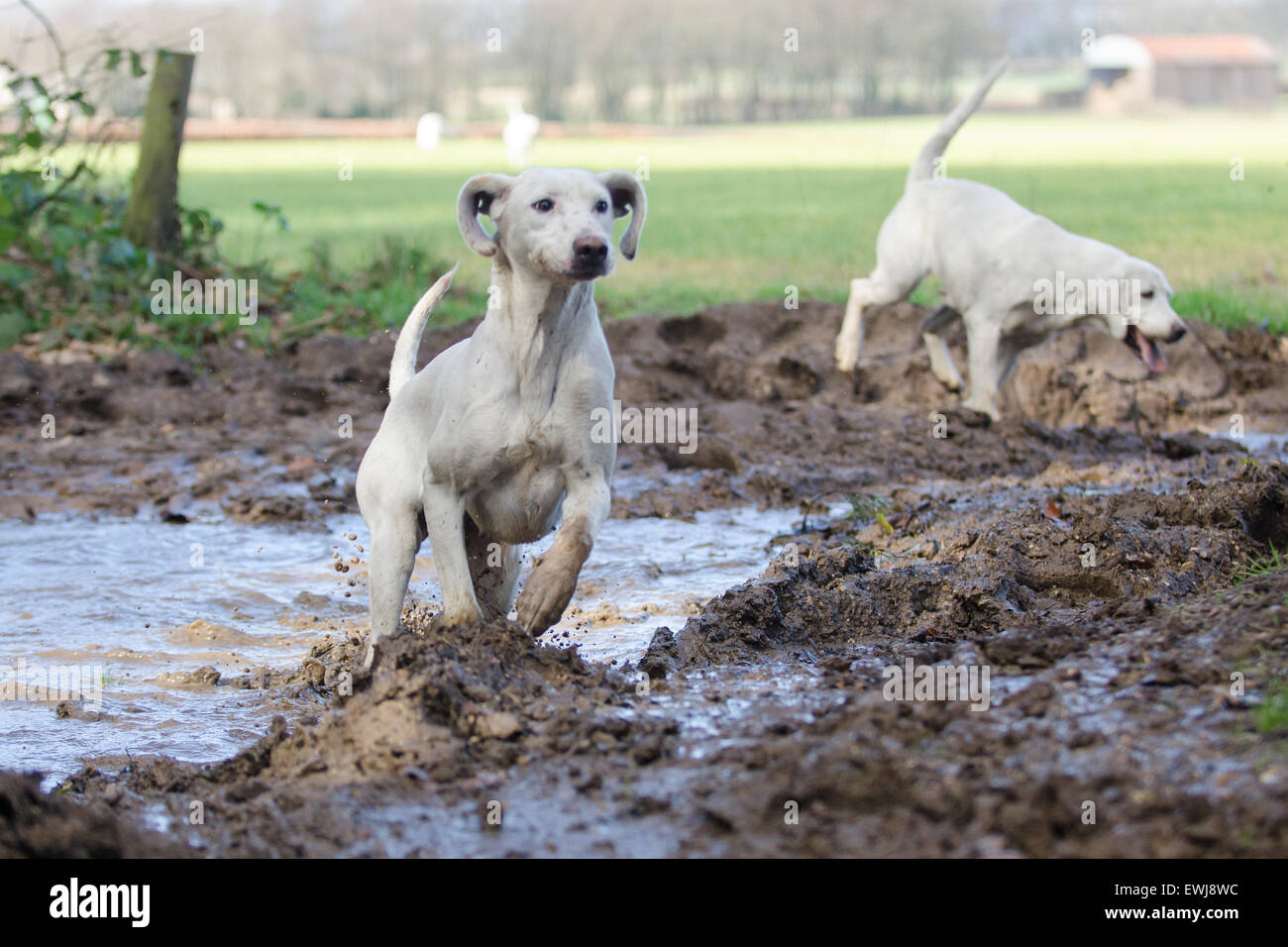 North Norfolk Harriers Stock Photo - Alamy