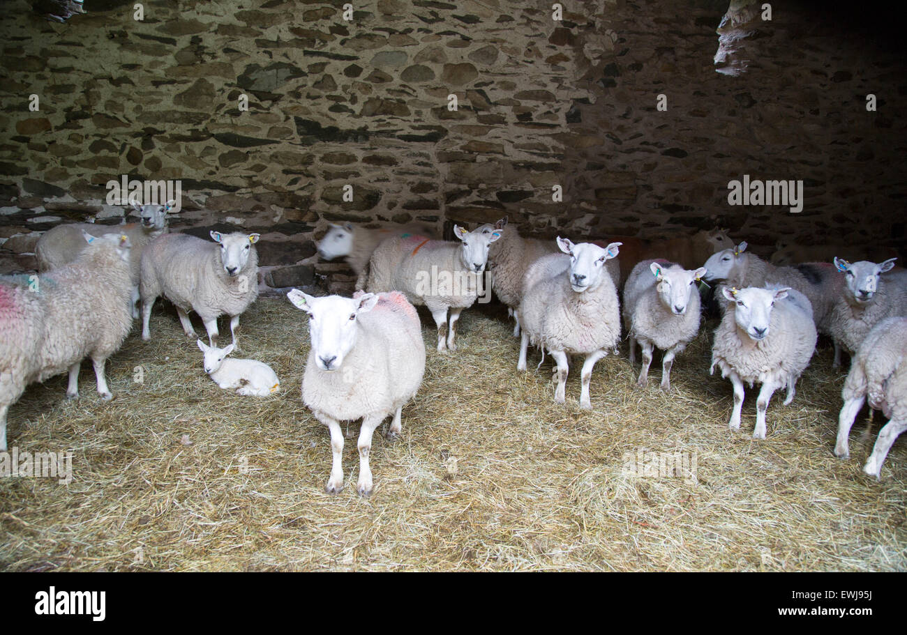 Barn interior with sheep hi-res stock photography and images - Alamy