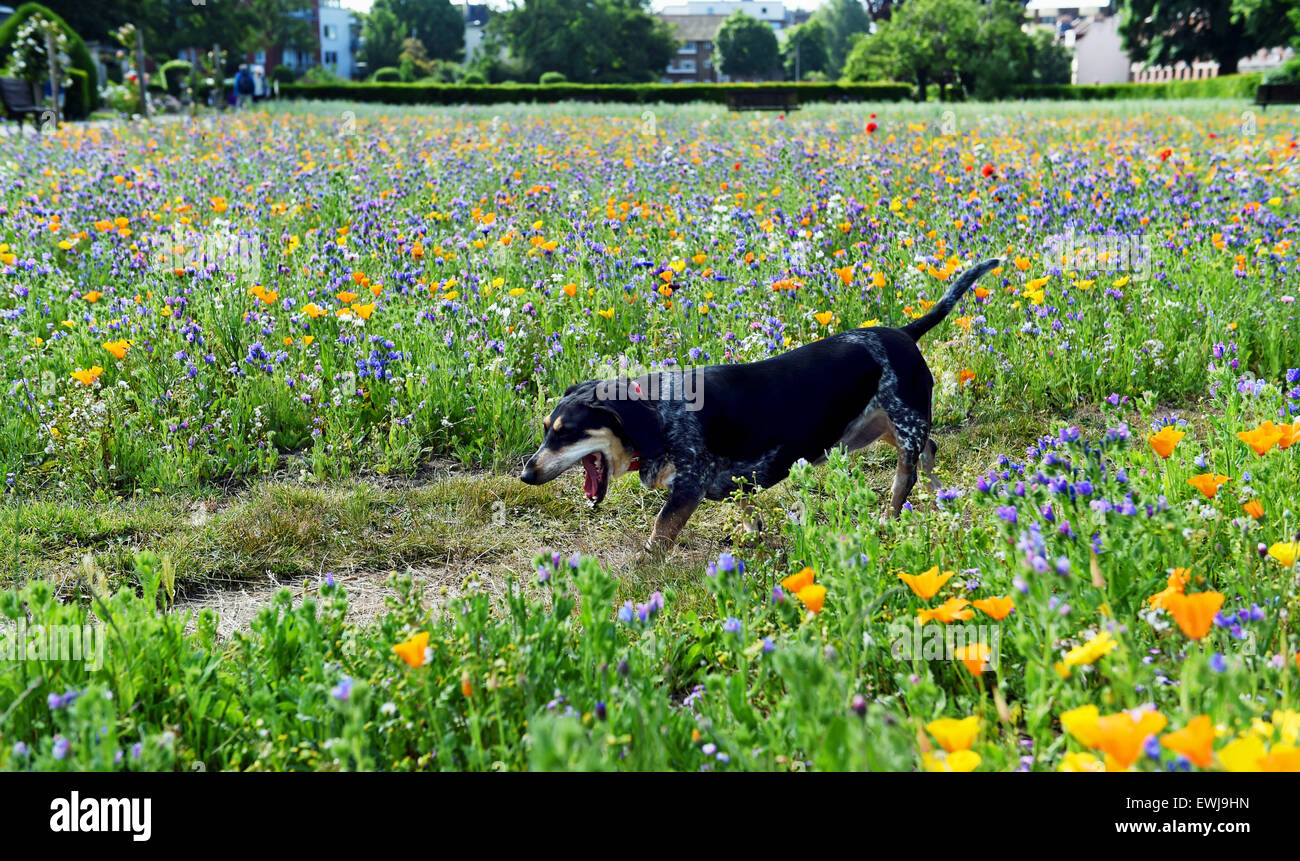A Basset Bleu de Gascogne enjoys a walk in the beautiful summer weather ...