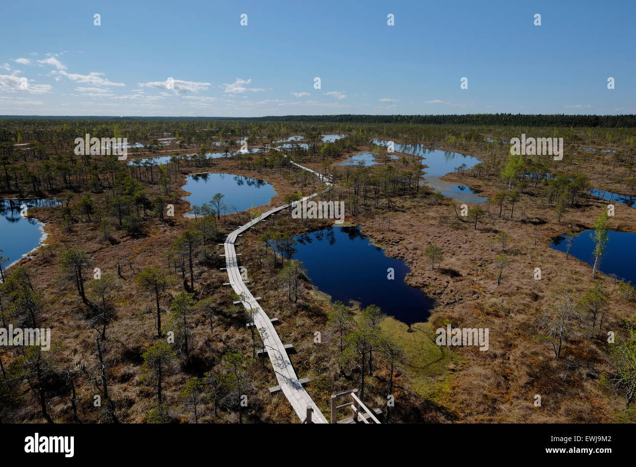 A boardwalk placed over raised bog located in Kemeri National Park ...